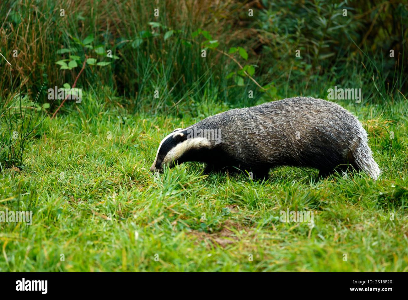 Brock the Badger our native omnivore Stock Photo - Alamy