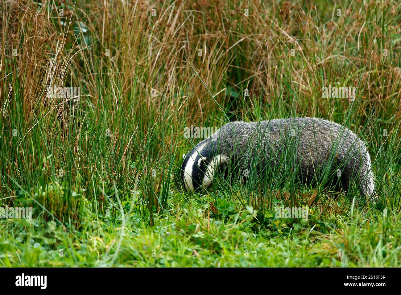 Brock the Badger our native omnivore Stock Photo - Alamy