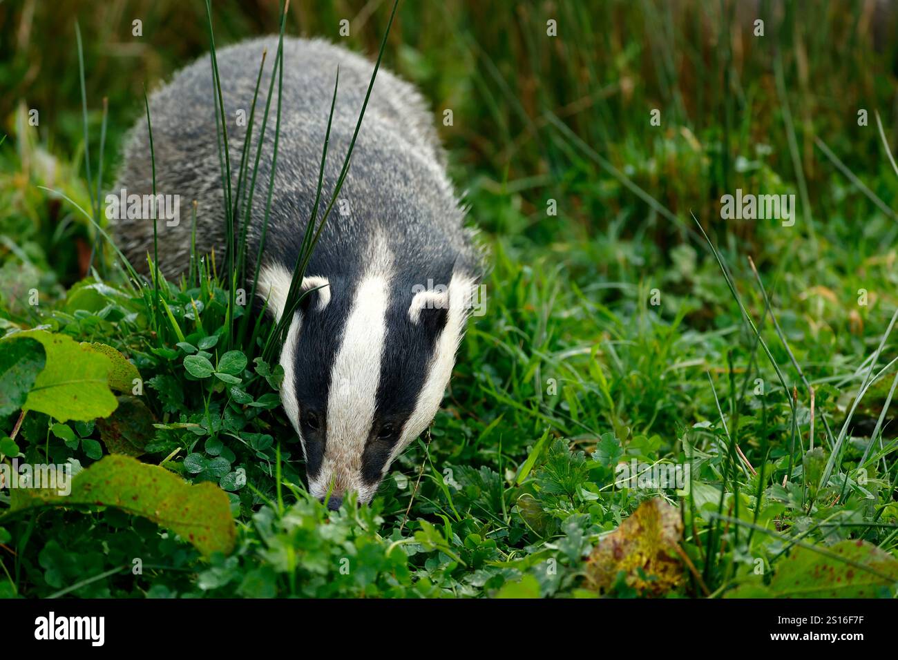 Brock the Badger our native omnivore Stock Photo - Alamy