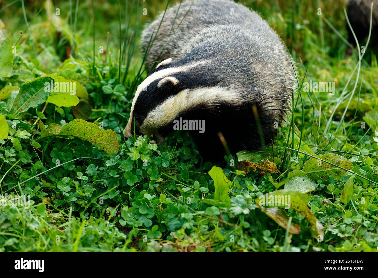 Brock the Badger our native omnivore Stock Photo - Alamy
