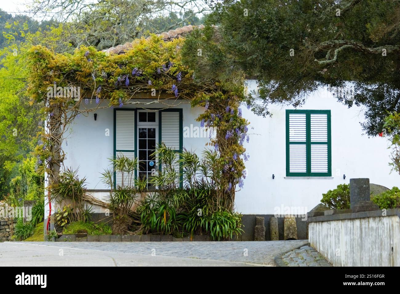Lovely white house with ivy plants in Azores islands Portugal Stock ...