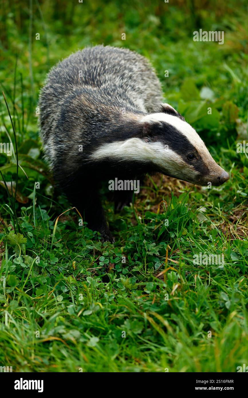 Brock the Badger our native omnivore Stock Photo - Alamy