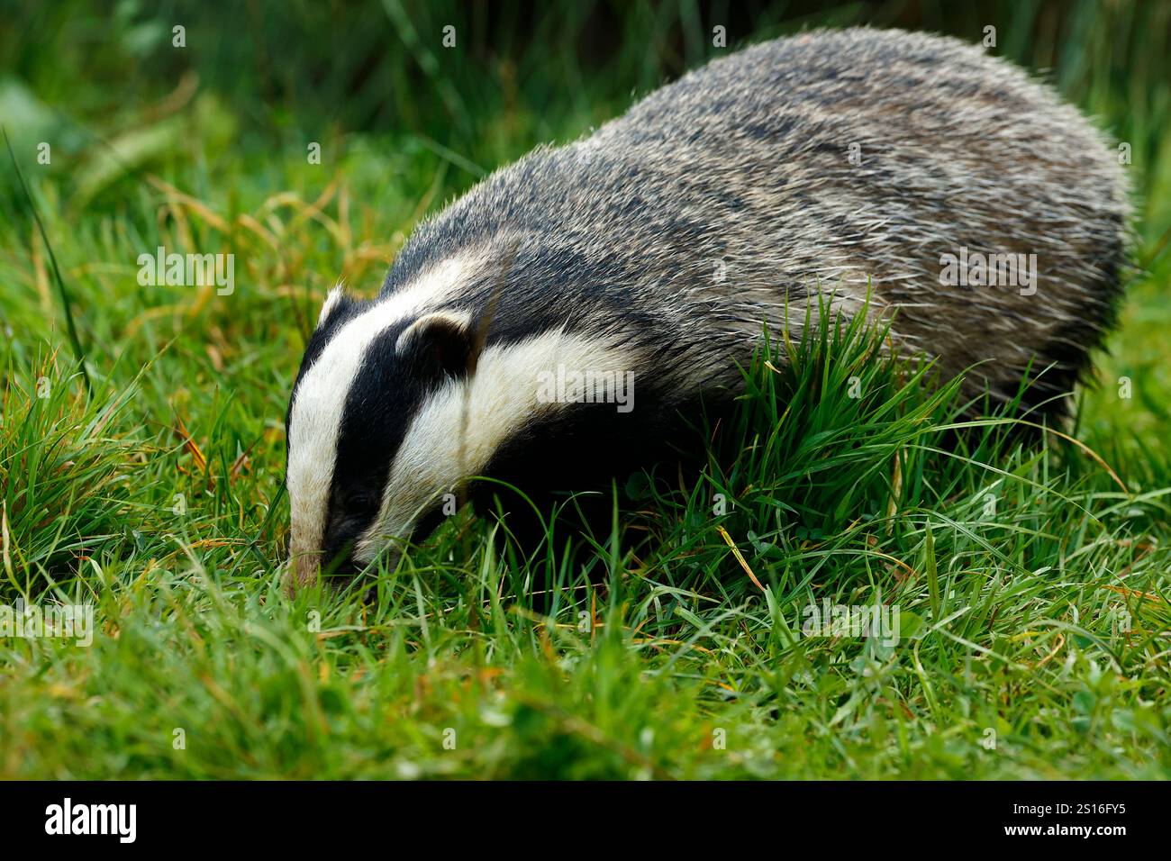 Brock the Badger our native omnivore Stock Photo - Alamy