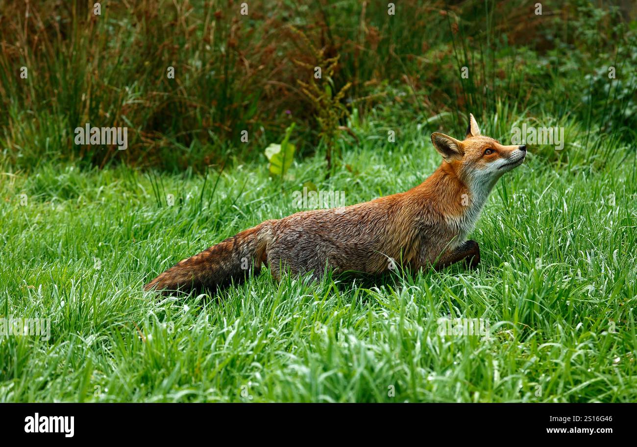 Our beautiful cunning native Red Fox Stock Photo - Alamy