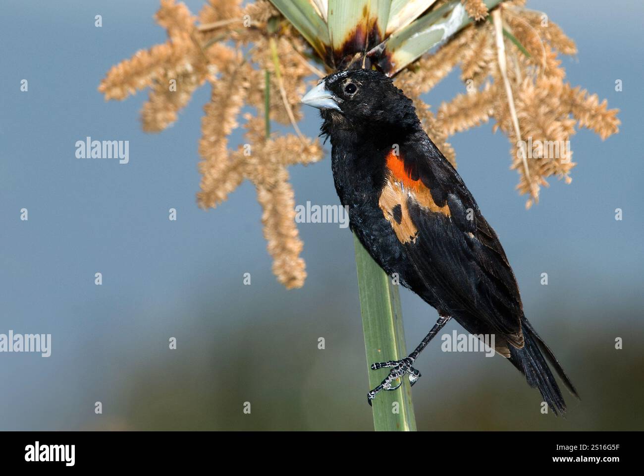 Fan-tailed Widowbird (Euplectes axillaris) from Ngorongoro Crater ...