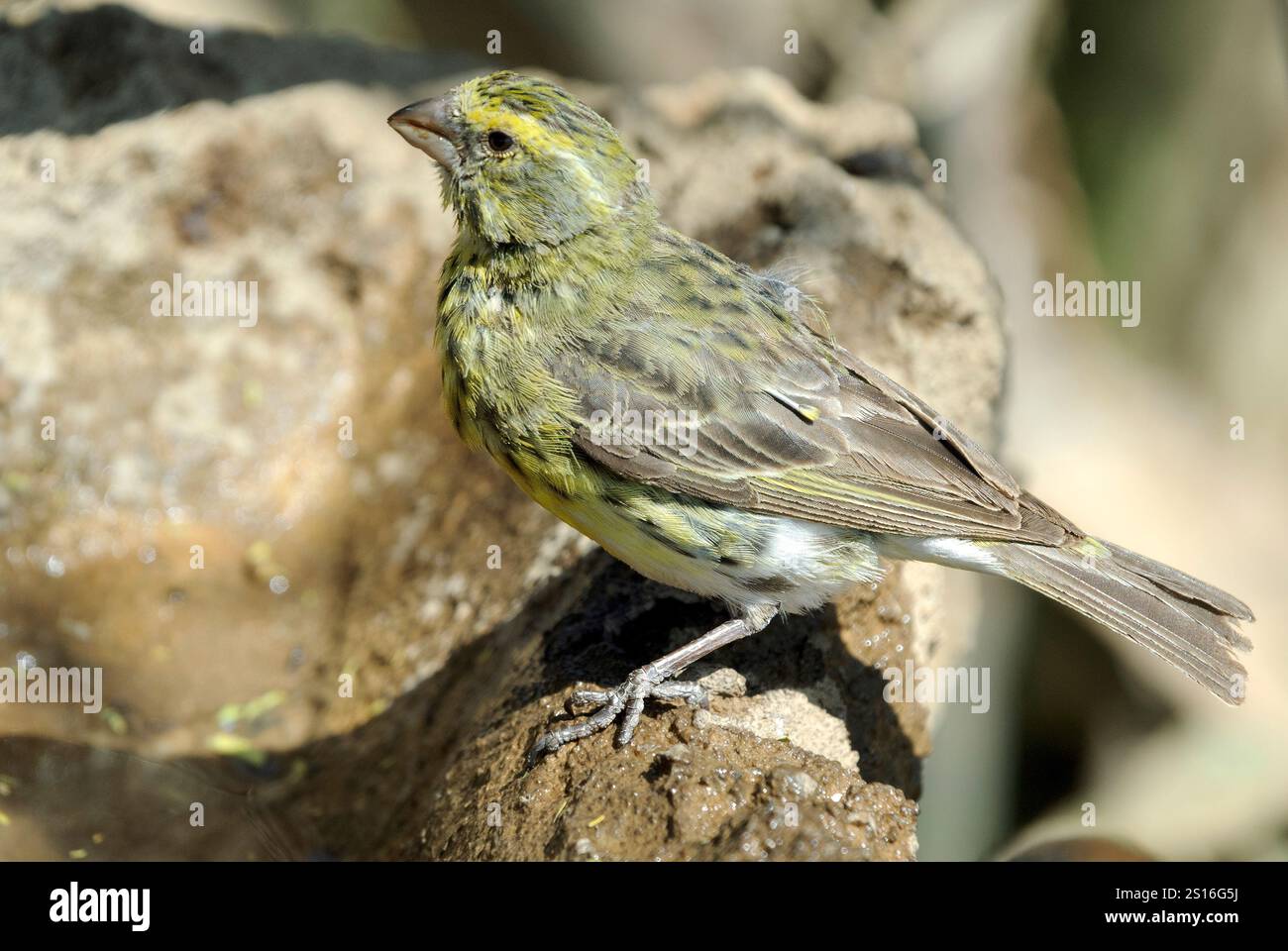 Cuckoo-finch Anomalospiza imberbis, female), also called Parasitic ...