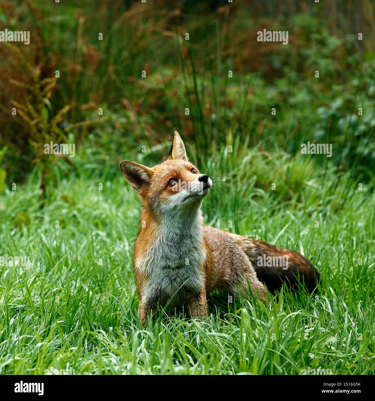 Our beautiful cunning native Red Fox Stock Photo - Alamy