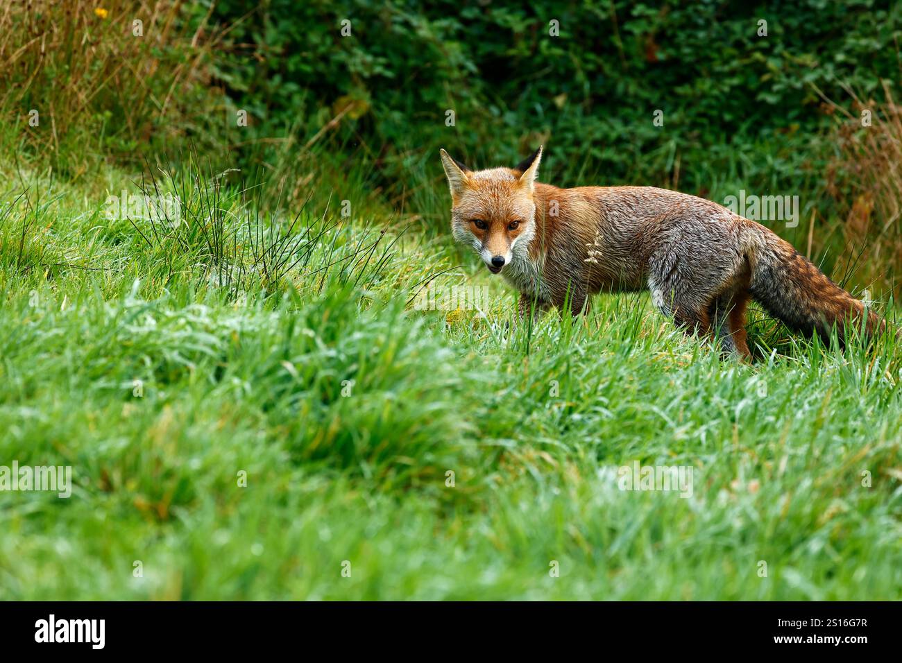 Our beautiful cunning native Red Fox Stock Photo - Alamy