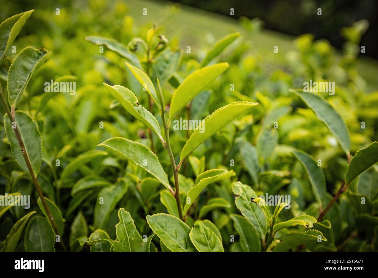 Tea plantation in Cha Gorreana at Sao Miguel island Azores Portugal ...