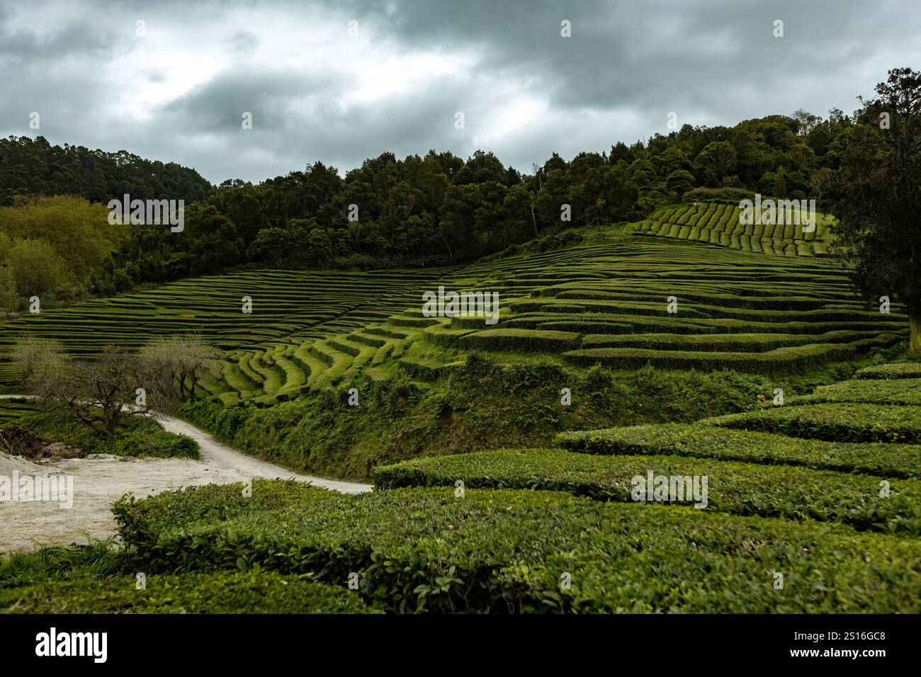 Tea plantation in Cha Gorreana at Sao Miguel island Azores Portugal ...