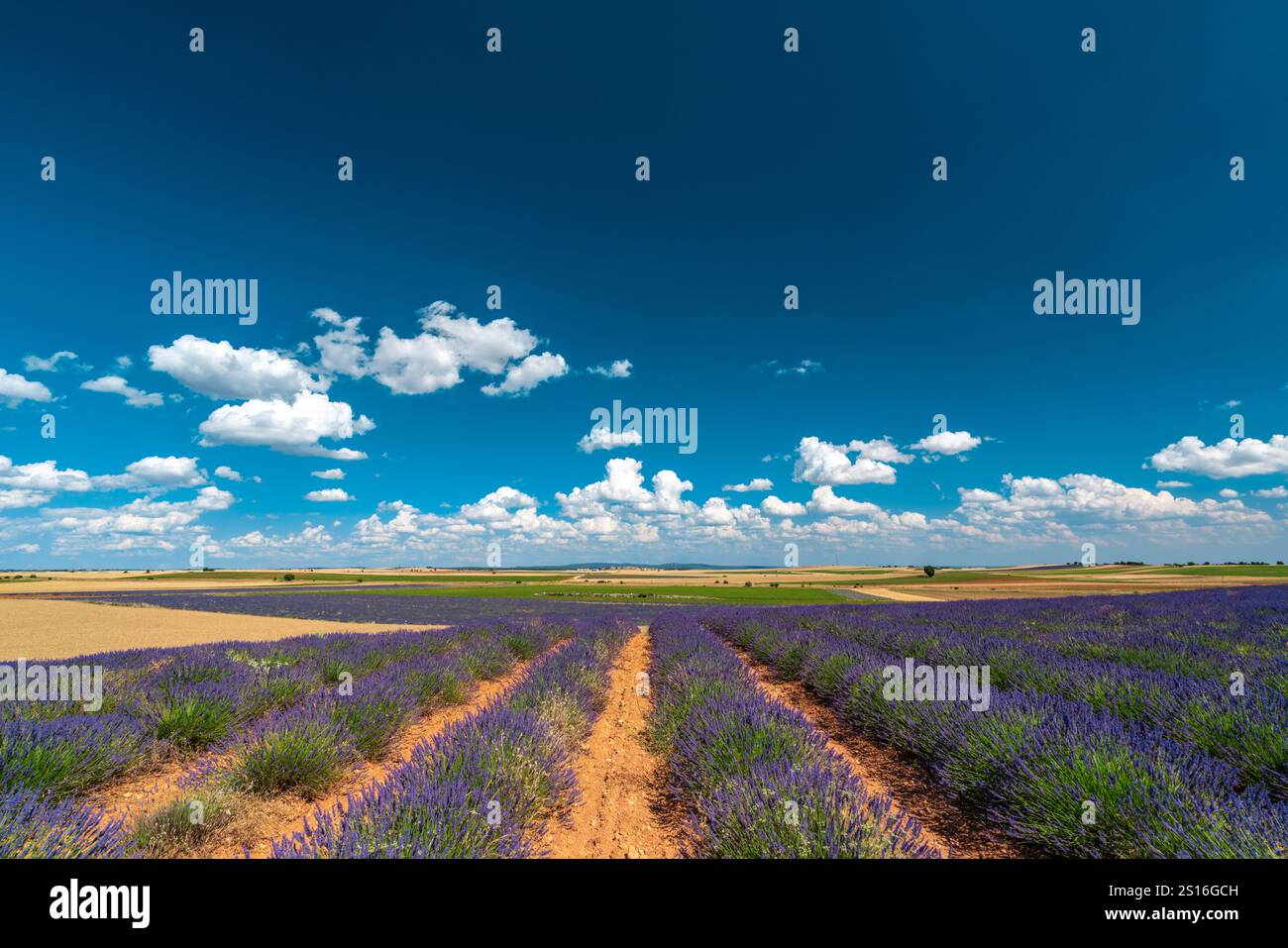 Vibrant Lavender Fields in Brihuega, Spain - Summer Beauty Stock Photo ...