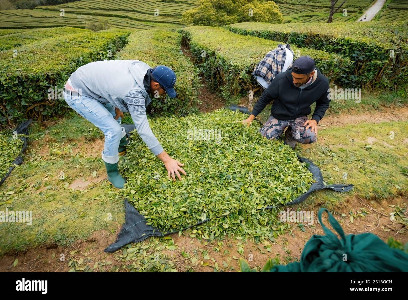 Men collecting fresh tea leaves at Cha Gorreana teaplantations in ...