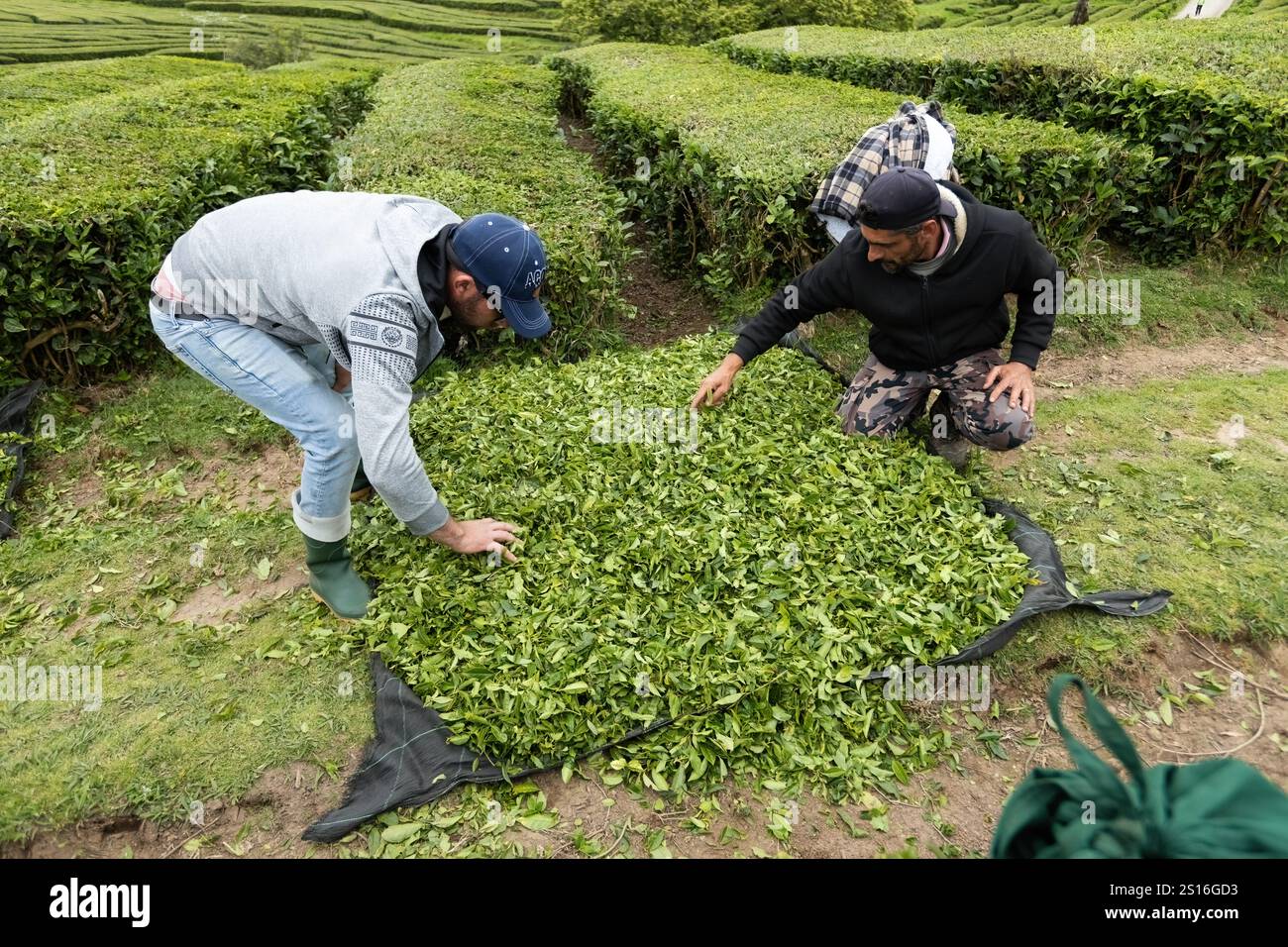 Men collecting fresh tea leaves at Cha Gorreana teaplantations in ...