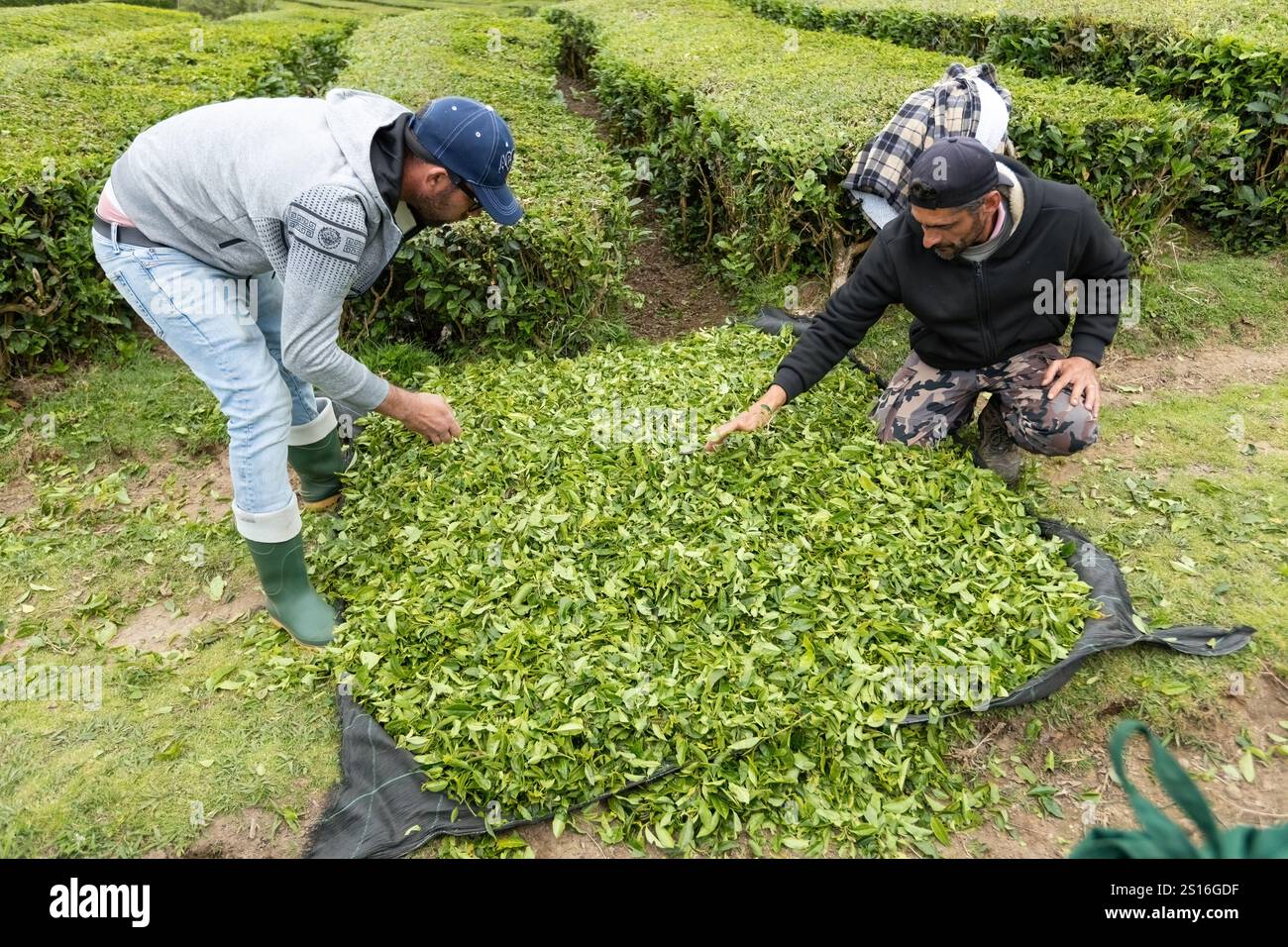 Men collecting fresh tea leaves at Cha Gorreana teaplantations in ...