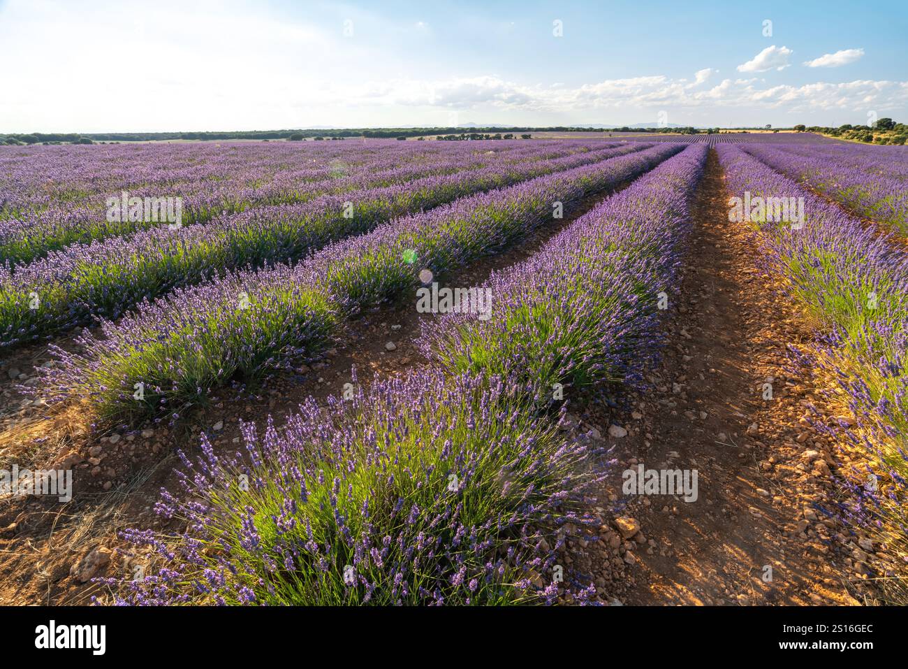 Lavender Fields in Brihuega, Spain: A Summer Dream Stock Photo - Alamy