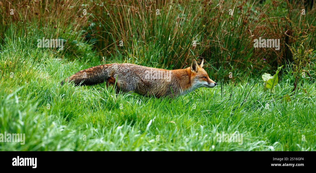 Our beautiful cunning native Red Fox Stock Photo - Alamy