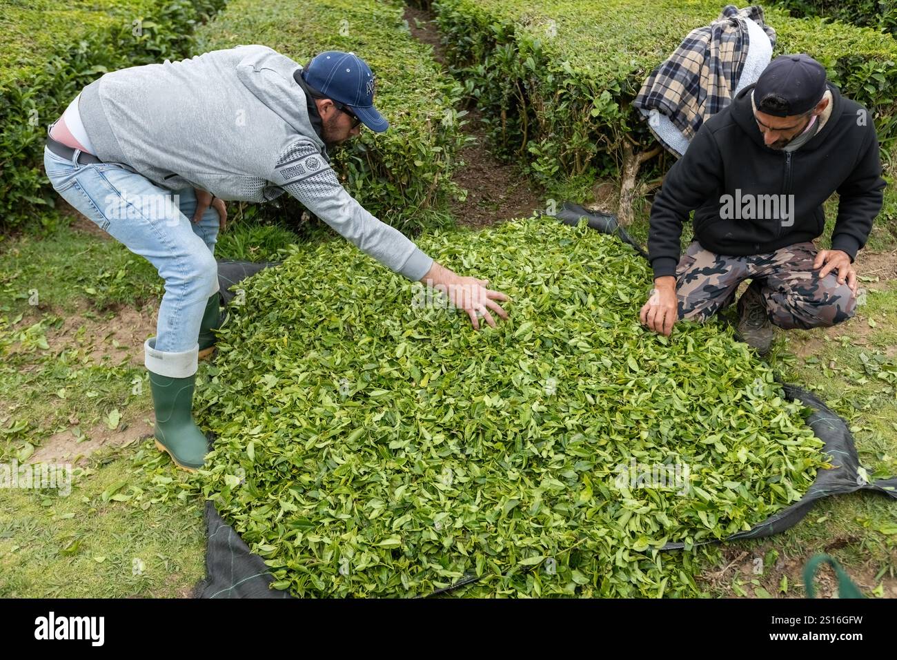 Men collecting fresh tea leaves at Cha Gorreana teaplantations in ...