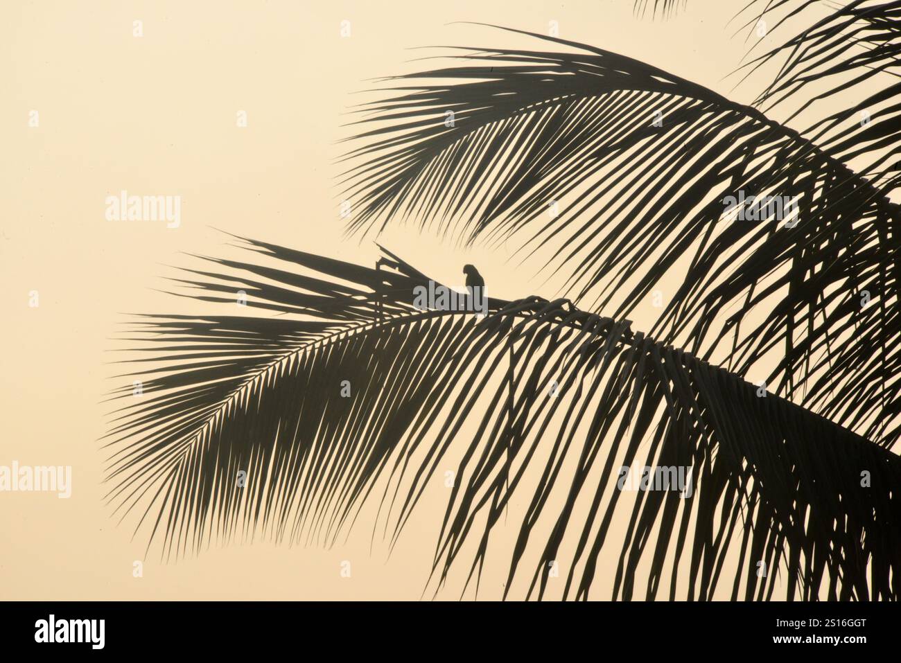 January 1, 2025, Siliguri, West Bengal, India: A Parrot sits on a ...