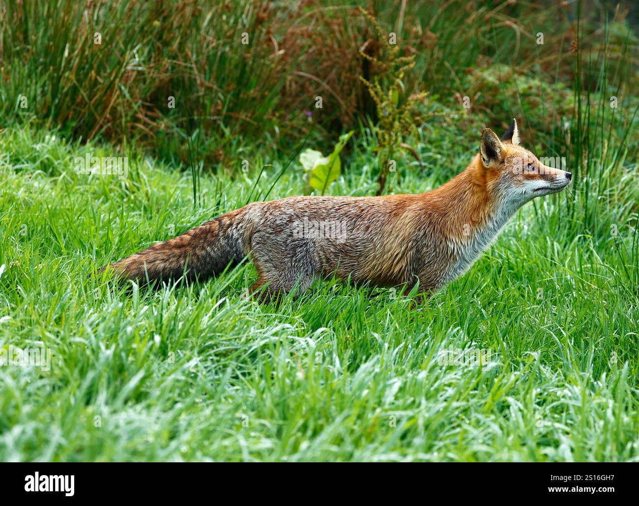 Our beautiful cunning native Red Fox Stock Photo - Alamy