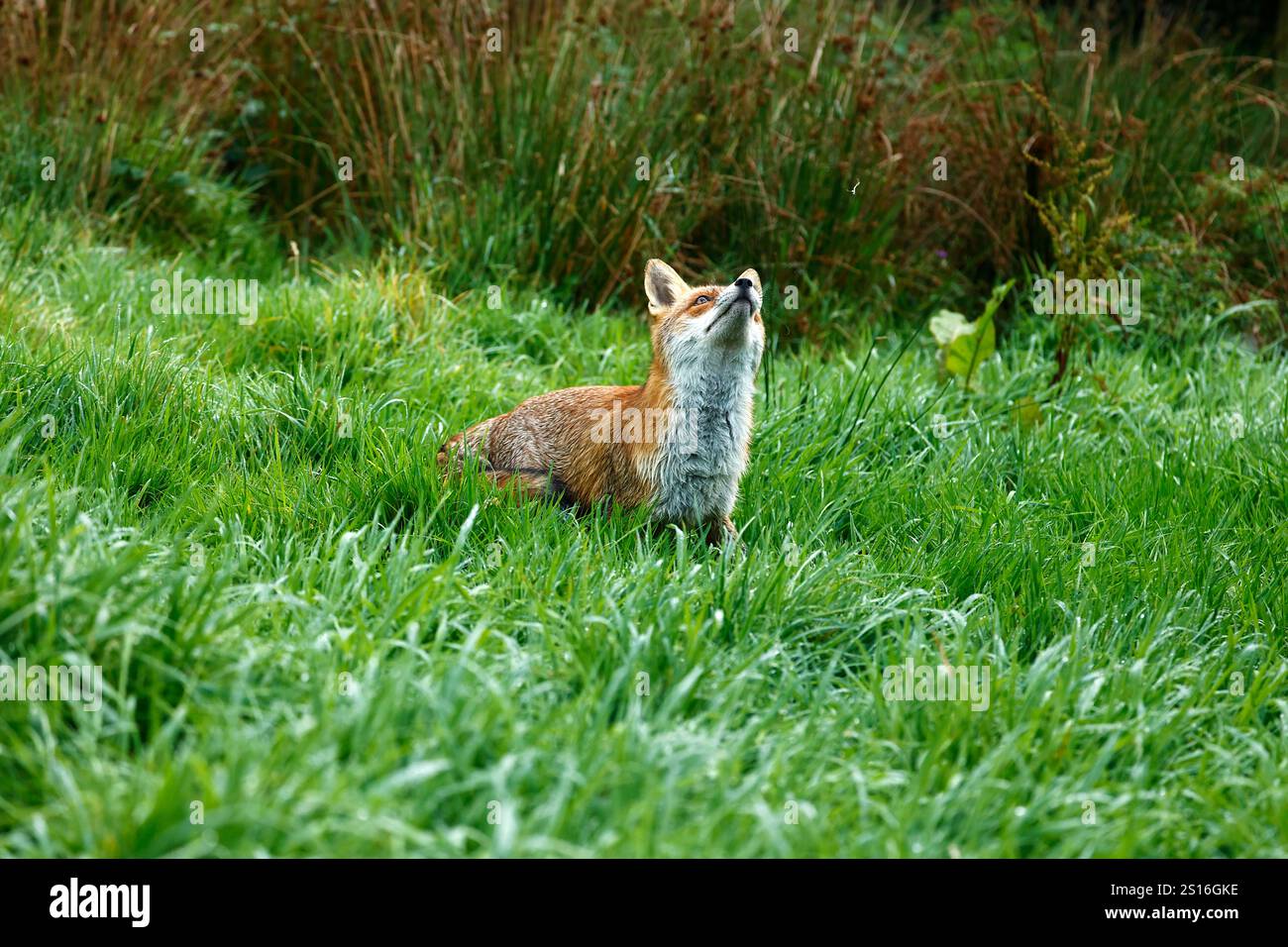 Our beautiful cunning native Red Fox Stock Photo - Alamy