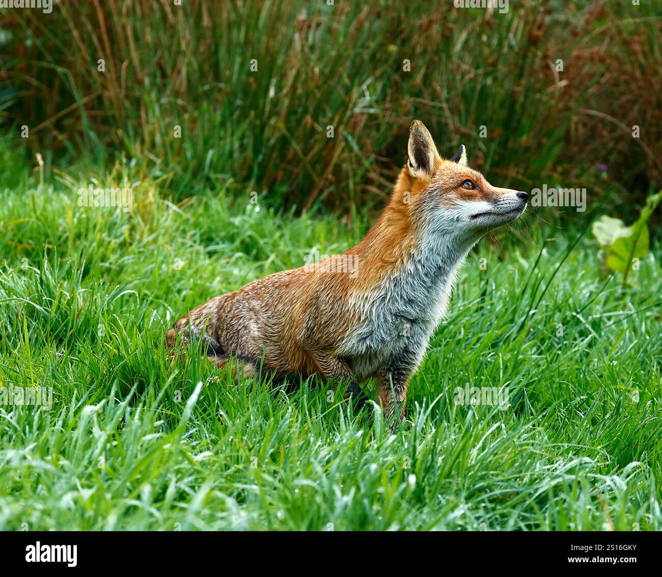 Our beautiful cunning native Red Fox Stock Photo - Alamy