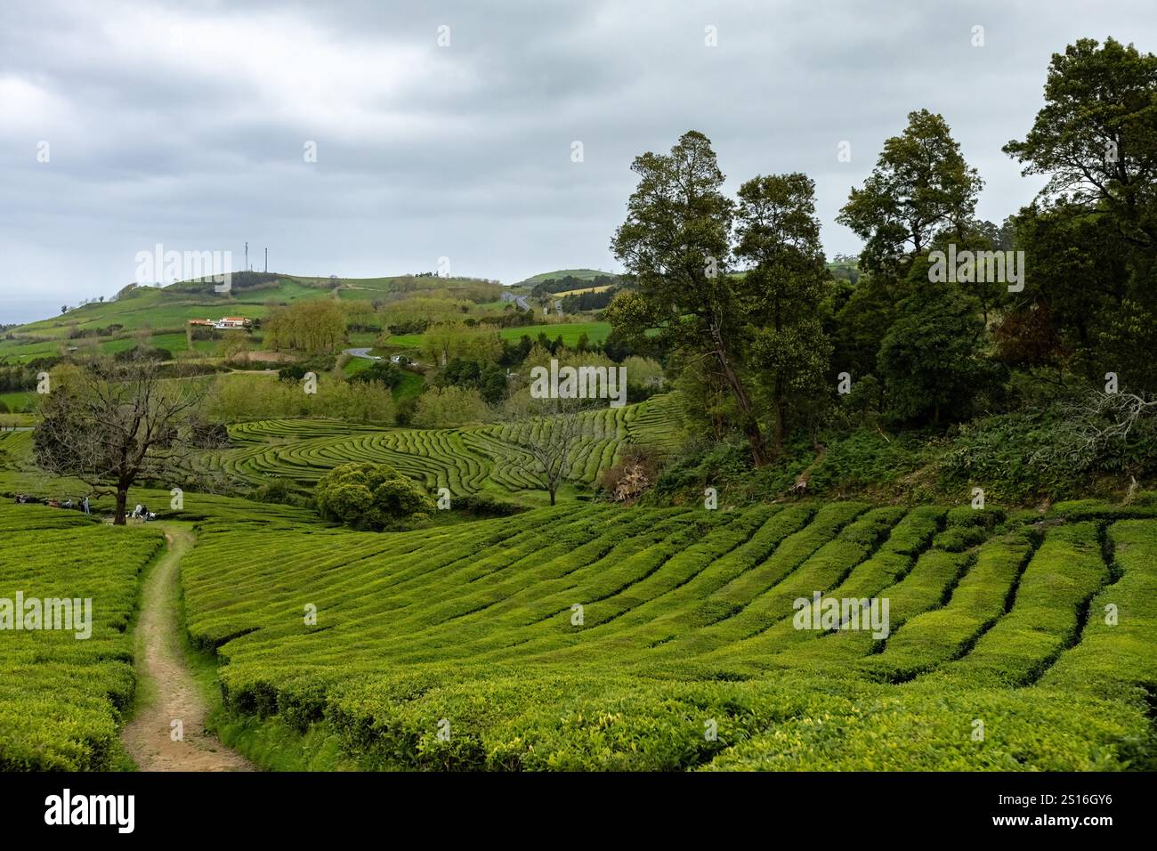 Tea plantation in Cha Gorreana at Sao Miguel island Azores Portugal ...