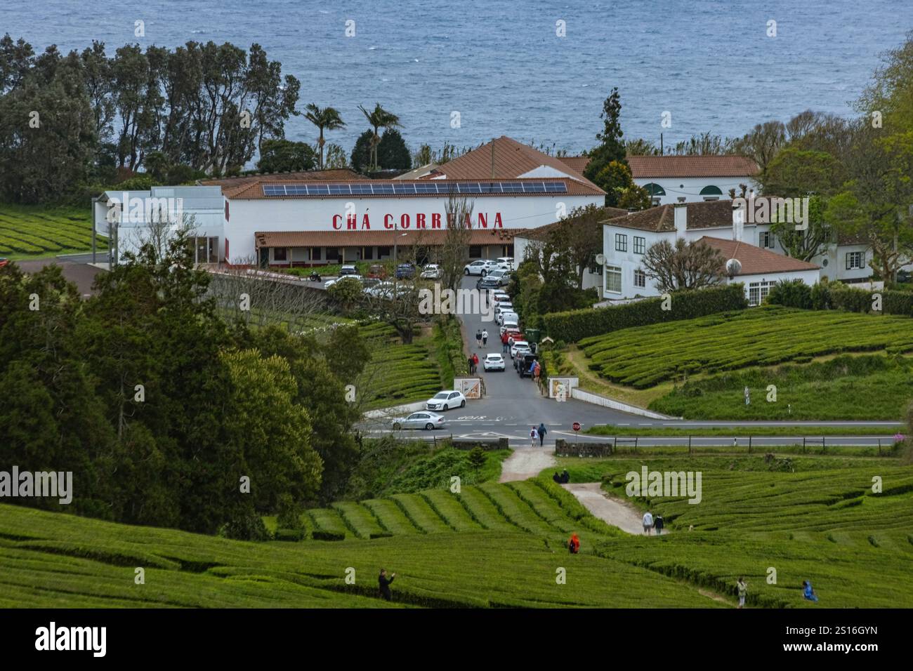 Tea plantation in Cha Gorreana at Sao Miguel island Azores Portugal ...