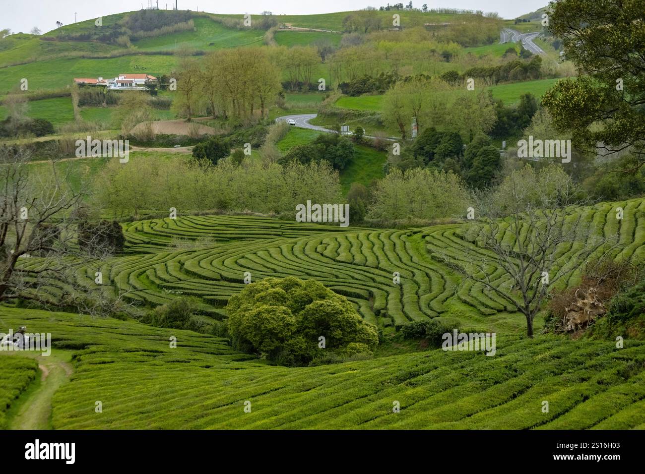 Tea plantation in Cha Gorreana at Sao Miguel island Azores Portugal ...