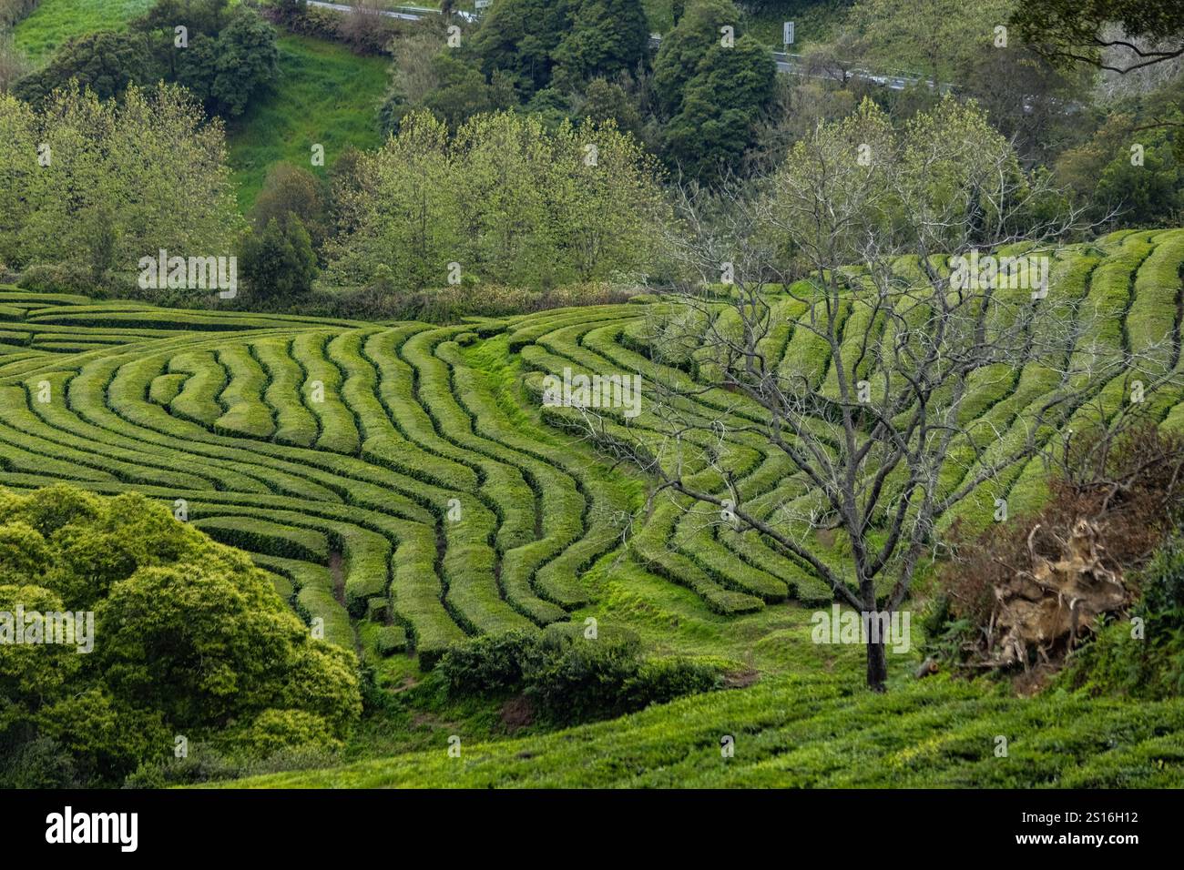 Tea plantation in Cha Gorreana at Sao Miguel island Azores Portugal ...