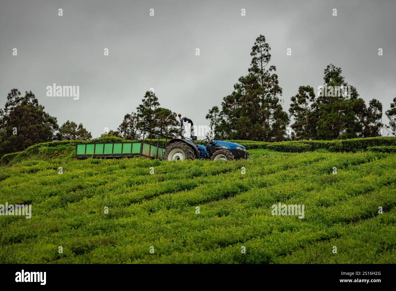 Tea plantation in Cha Gorreana at Sao Miguel island Azores Portugal ...
