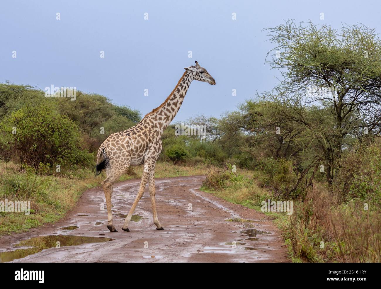 Masai Giraffe crossing the road in Serengeti in Tanzania, East Africa ...