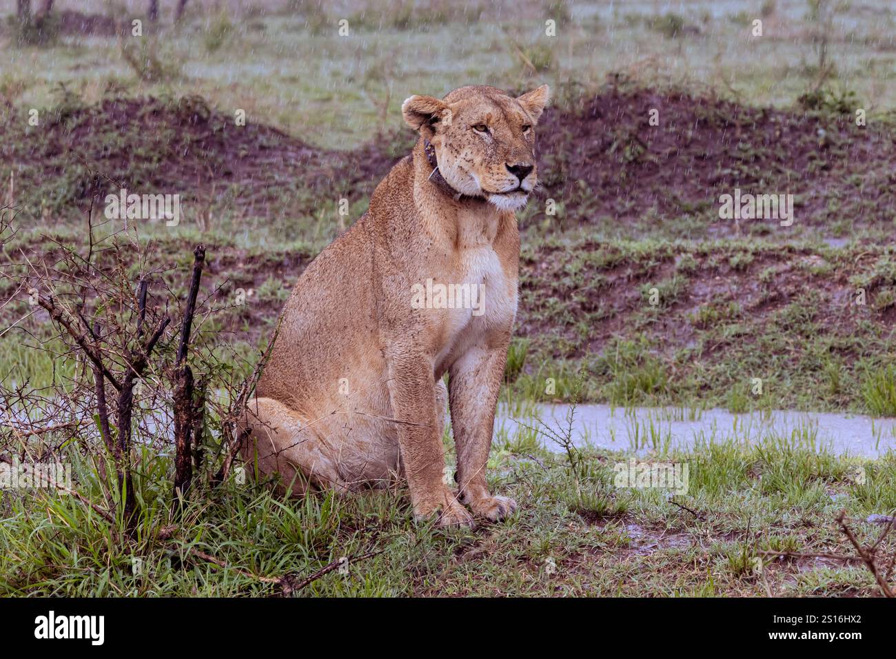 Female lion with leather gps collar scanning the savannah envirionment ...