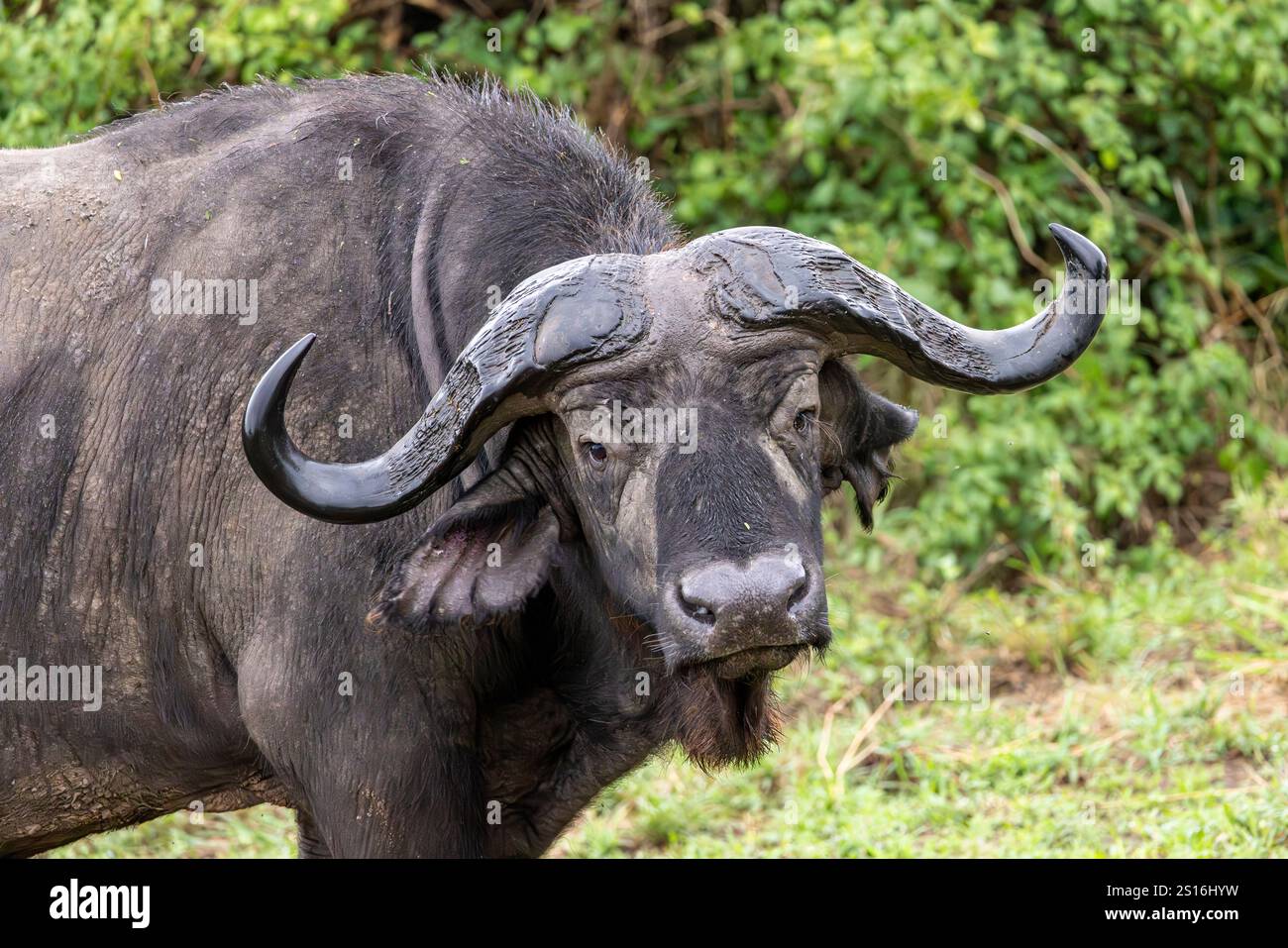 Portrait of Cape buffalo looking into camera in Serengeti in Tanzania ...