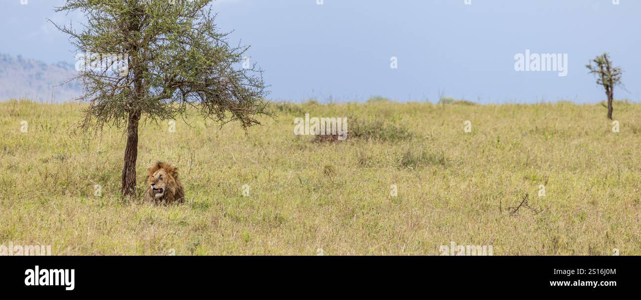 Senior male lion resting under tree Serengeti in Tanzania, East Africa ...