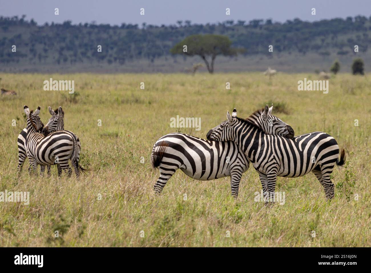 Zebra couples hugging each other in grassland Safari in Serengeti in ...