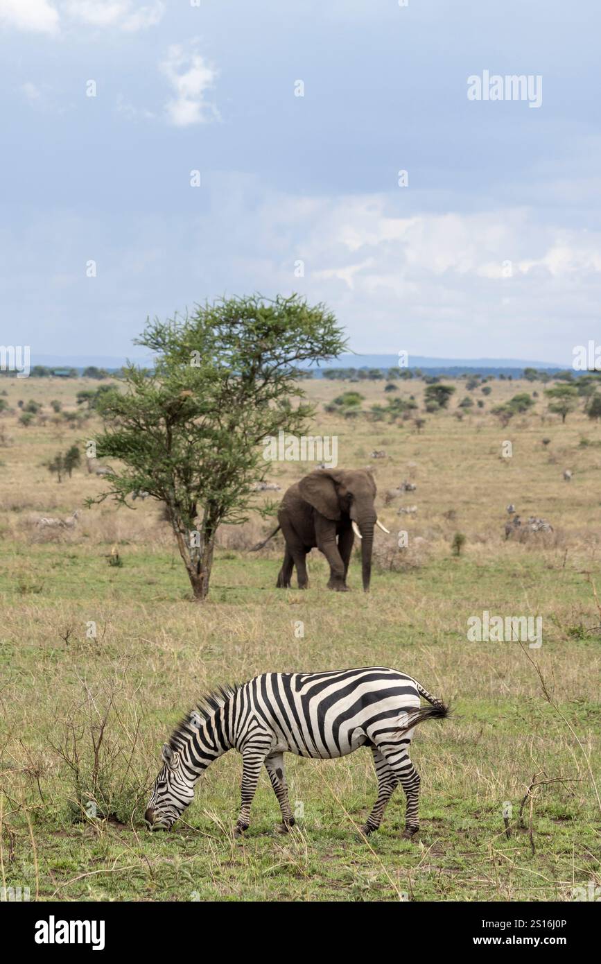 Old bull passing zebra at endless plains of Serengeti in Tanzania, East ...