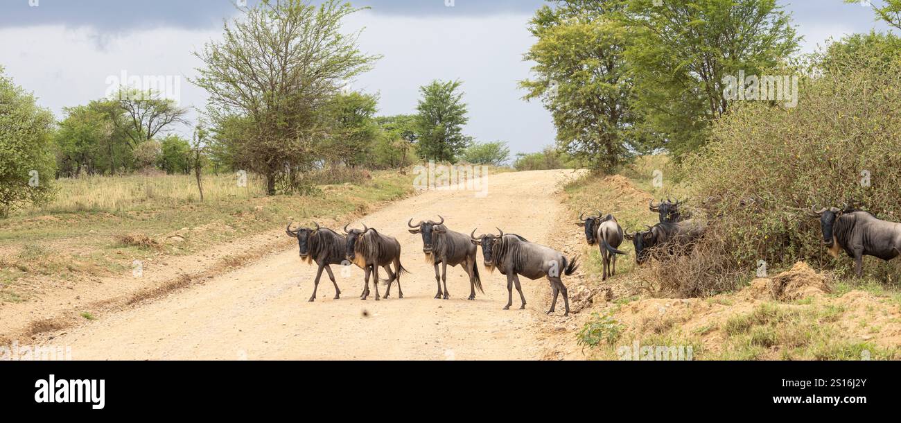 Wildebeest crossing the road during great migration in Serengeti in ...