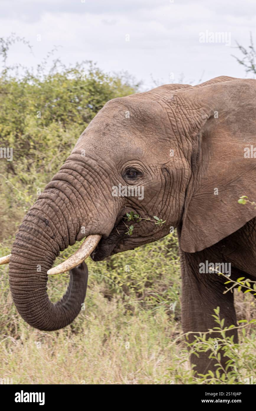 Elephant eating Acacia bush in Serengeti in Tanzania, East Africa Stock ...