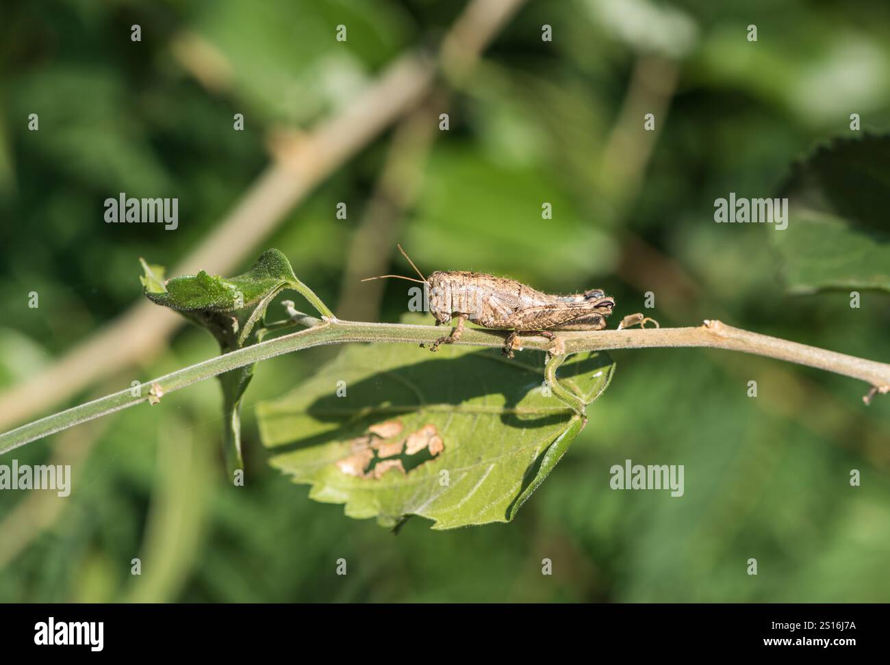 Resting grasshopper which is probably a Fuzzy Olive-green Grasshopper ...
