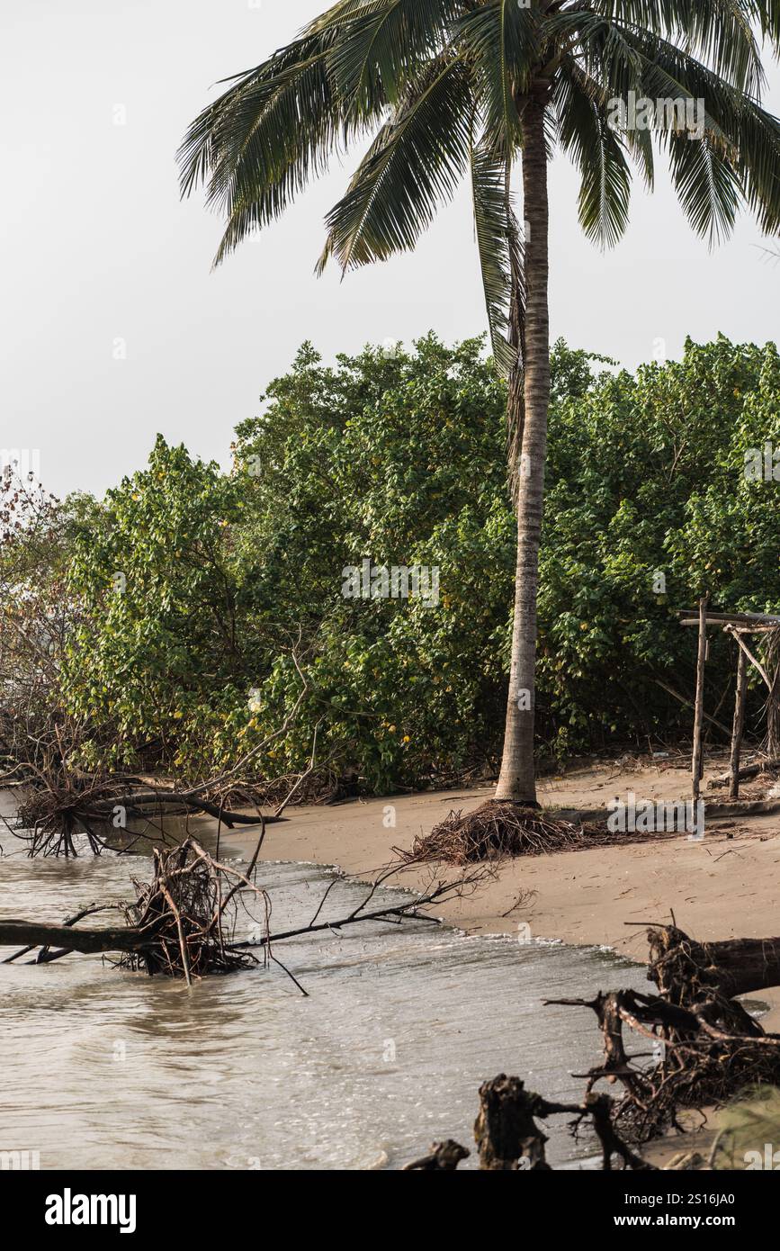 Palm tree with a mangrove swamp behind on the Caribbean coast of Mexico ...