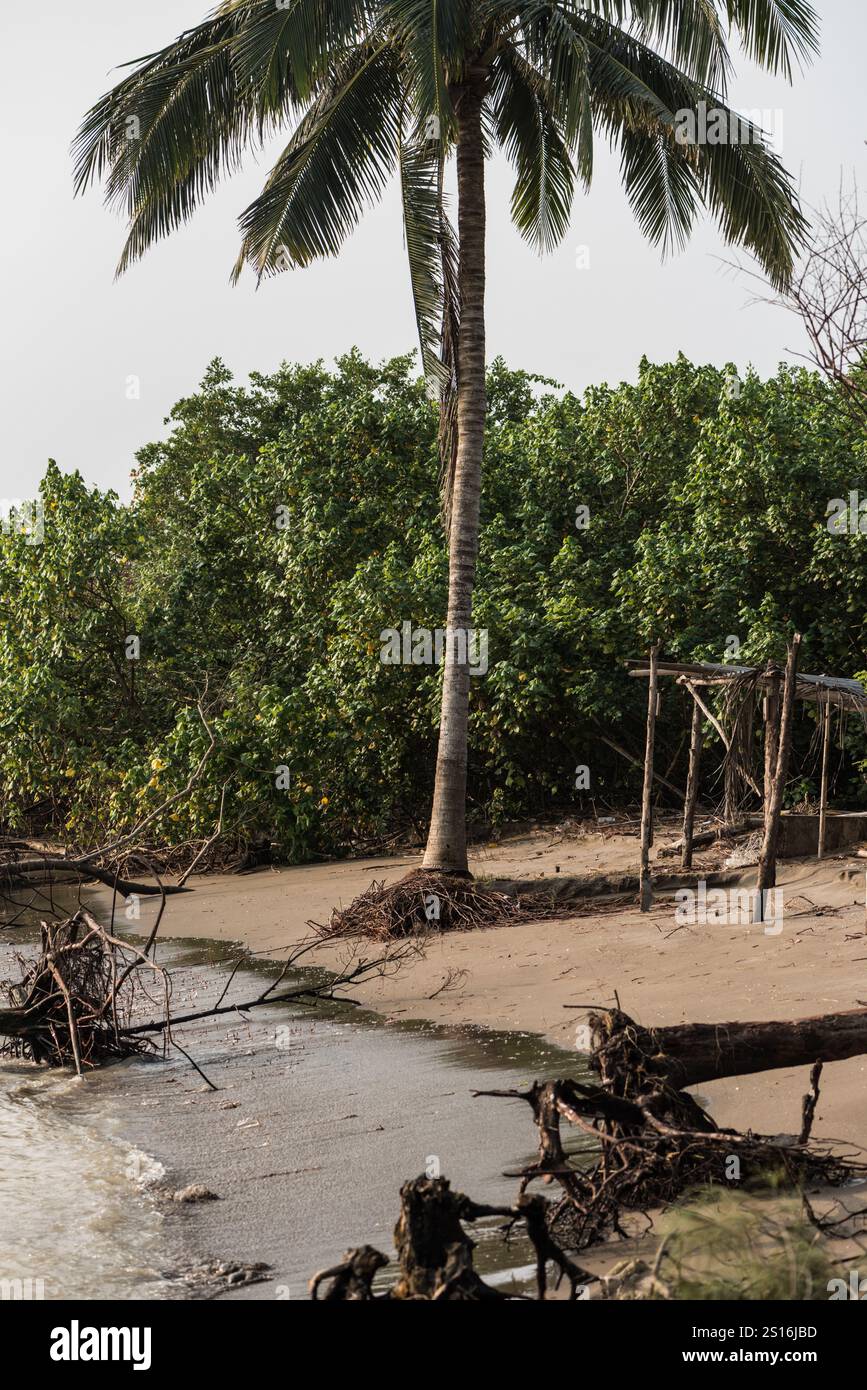Palm tree with a mangrove swamp behind on the Caribbean coast of Mexico ...
