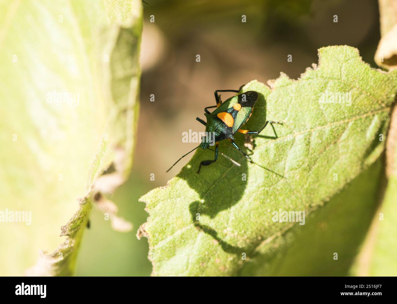 Adult Florida Predatory Stink Bug (Euthyrhynchus floridanus) in the ...