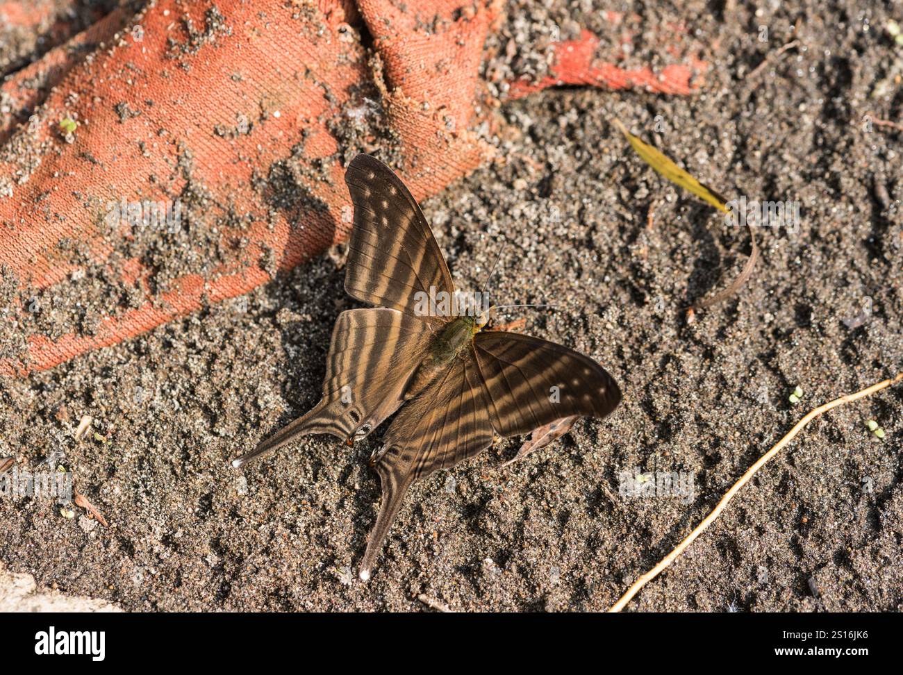 Mud-puddling Many-banded Daggerwing (Marpesia chiron) in Mexico Stock ...
