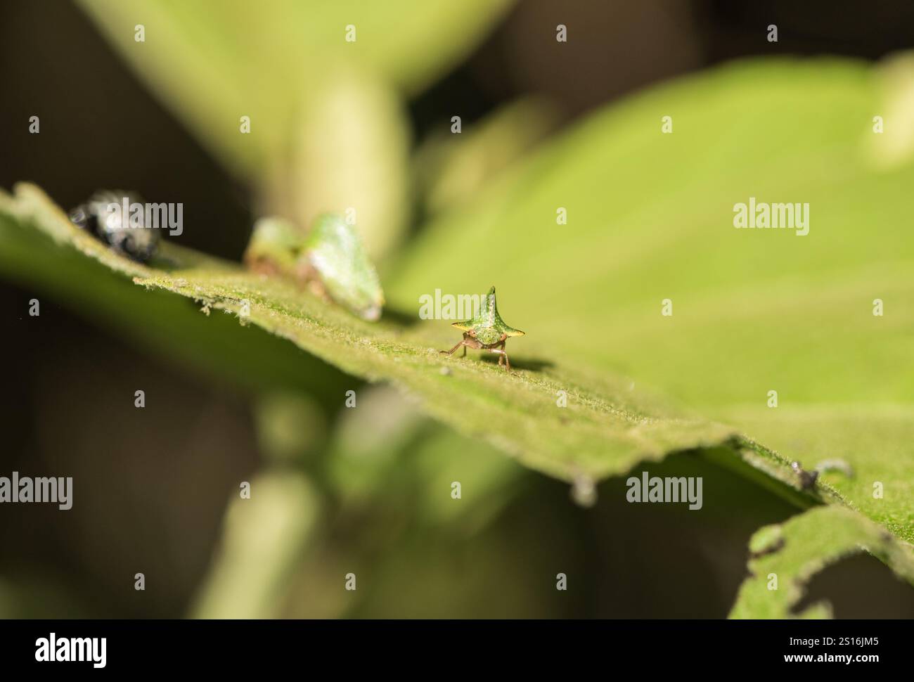 Solanaceous Treehopper (Antianthe expansa) on a Solanacae plant Stock ...