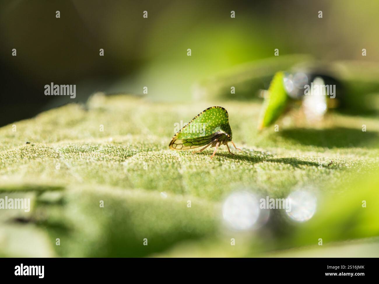 Solanaceous Treehopper (Antianthe expansa) on a Solanacae plant Stock ...