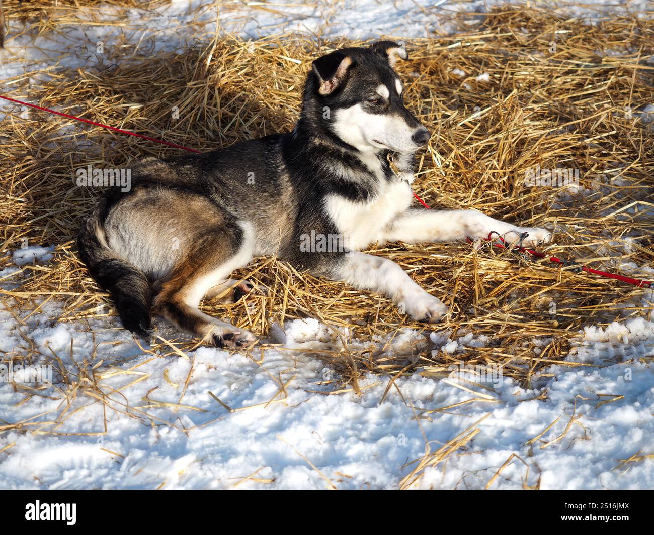 Dog sledding husky near Vilhelmina, Lapland, Sweden Stock Photo - Alamy