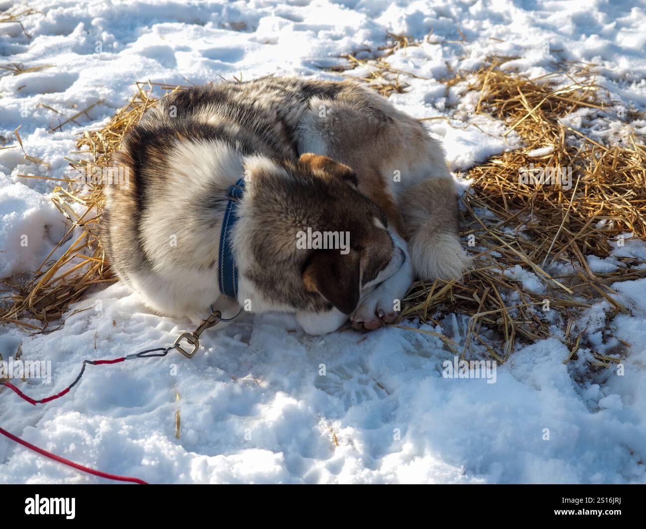 Dog sledding husky near Vilhelmina, Lapland, Sweden Stock Photo - Alamy