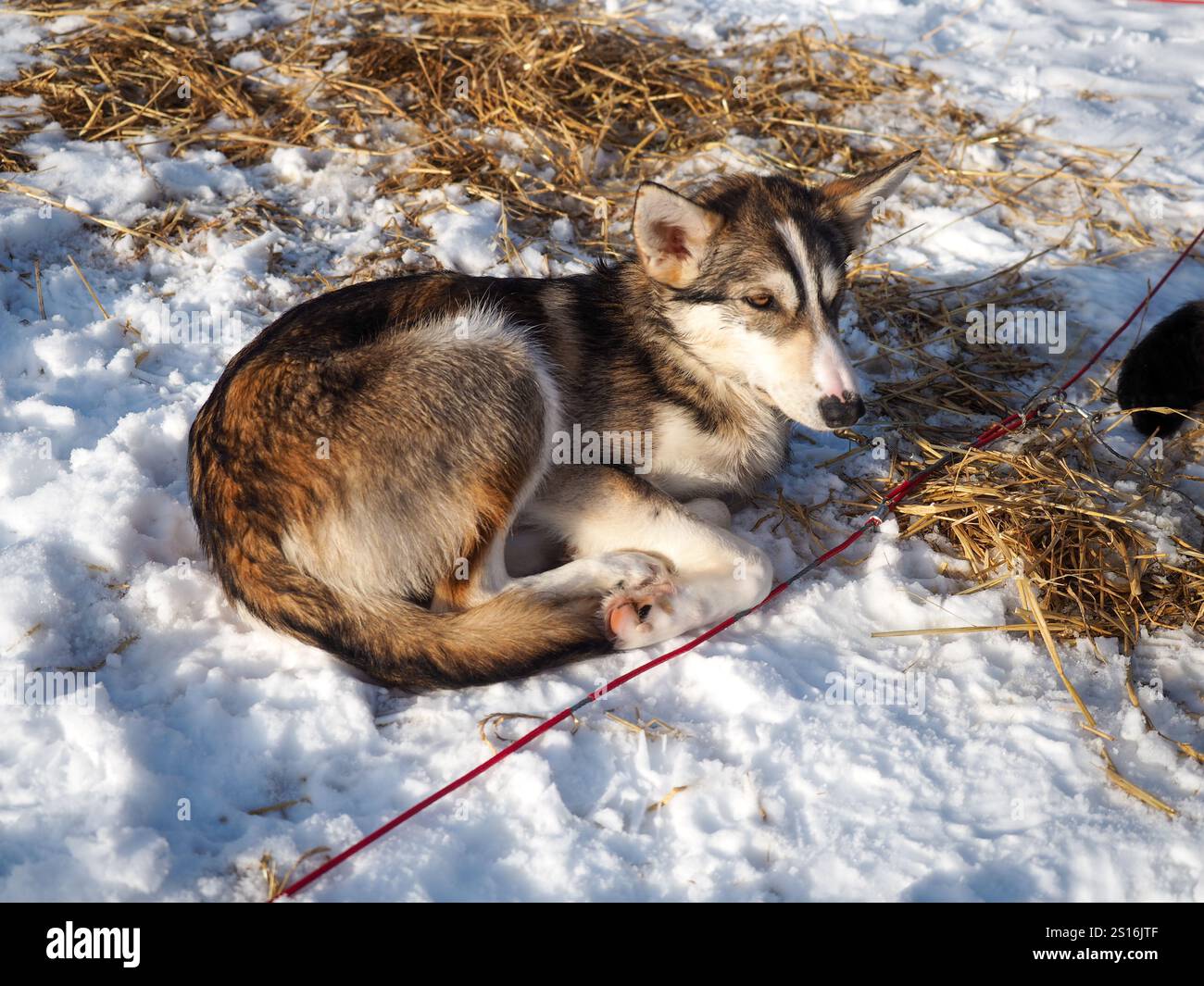 Dog sledding husky near Vilhelmina, Lapland, Sweden Stock Photo - Alamy