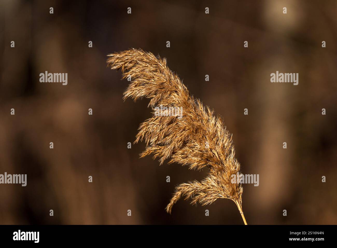 Golden Wheat: A Symbol of Defiance Stock Photo - Alamy