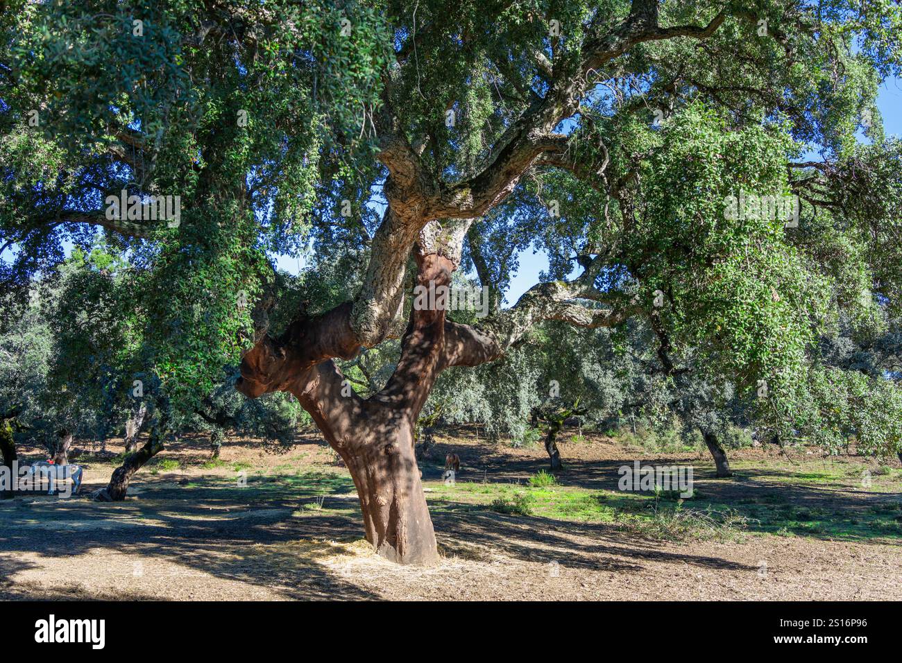 A mature cork oak tree with stripped bark in a pig farm. The acorns ...